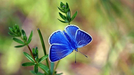 NH Moose Plates | NH Conservation and Heritage License Plate Program