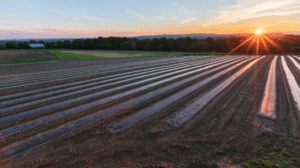 NH Moose Plates | NH Conservation and Heritage License Plate Program