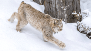 NH Moose Plates | NH Conservation and Heritage License Plate Program