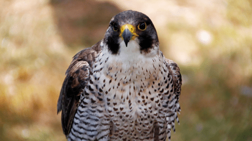 NH Moose Plates | NH Conservation and Heritage License Plate Program