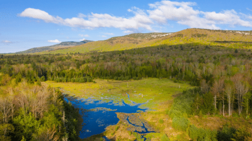 NH Moose Plates | NH Conservation and Heritage License Plate Program