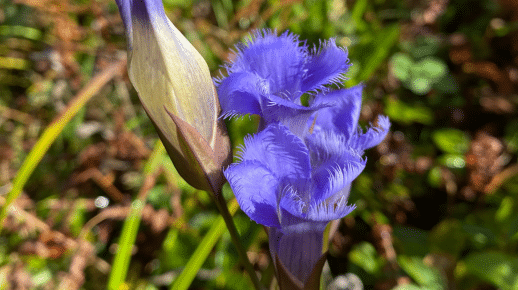 NH Moose Plates | NH Conservation and Heritage License Plate Program