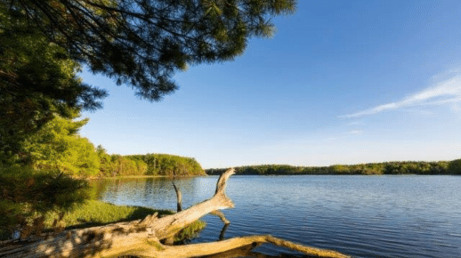 NH Moose Plates | NH Conservation and Heritage License Plate Program