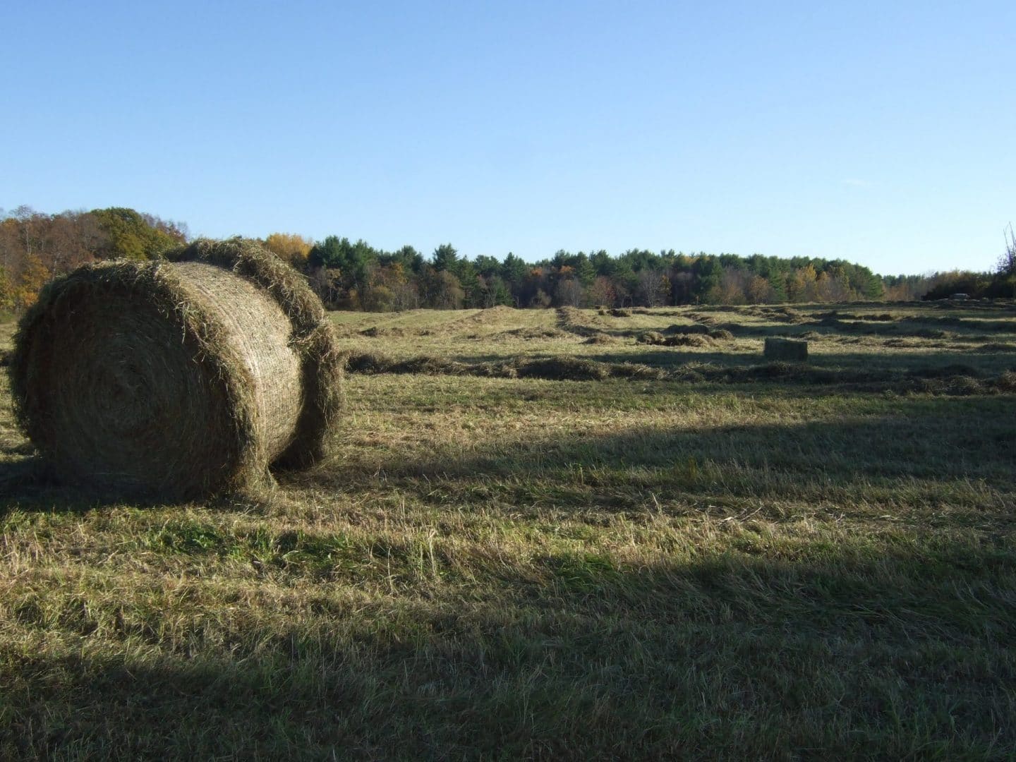 NH Moose Plates | NH Conservation and Heritage License Plate Program