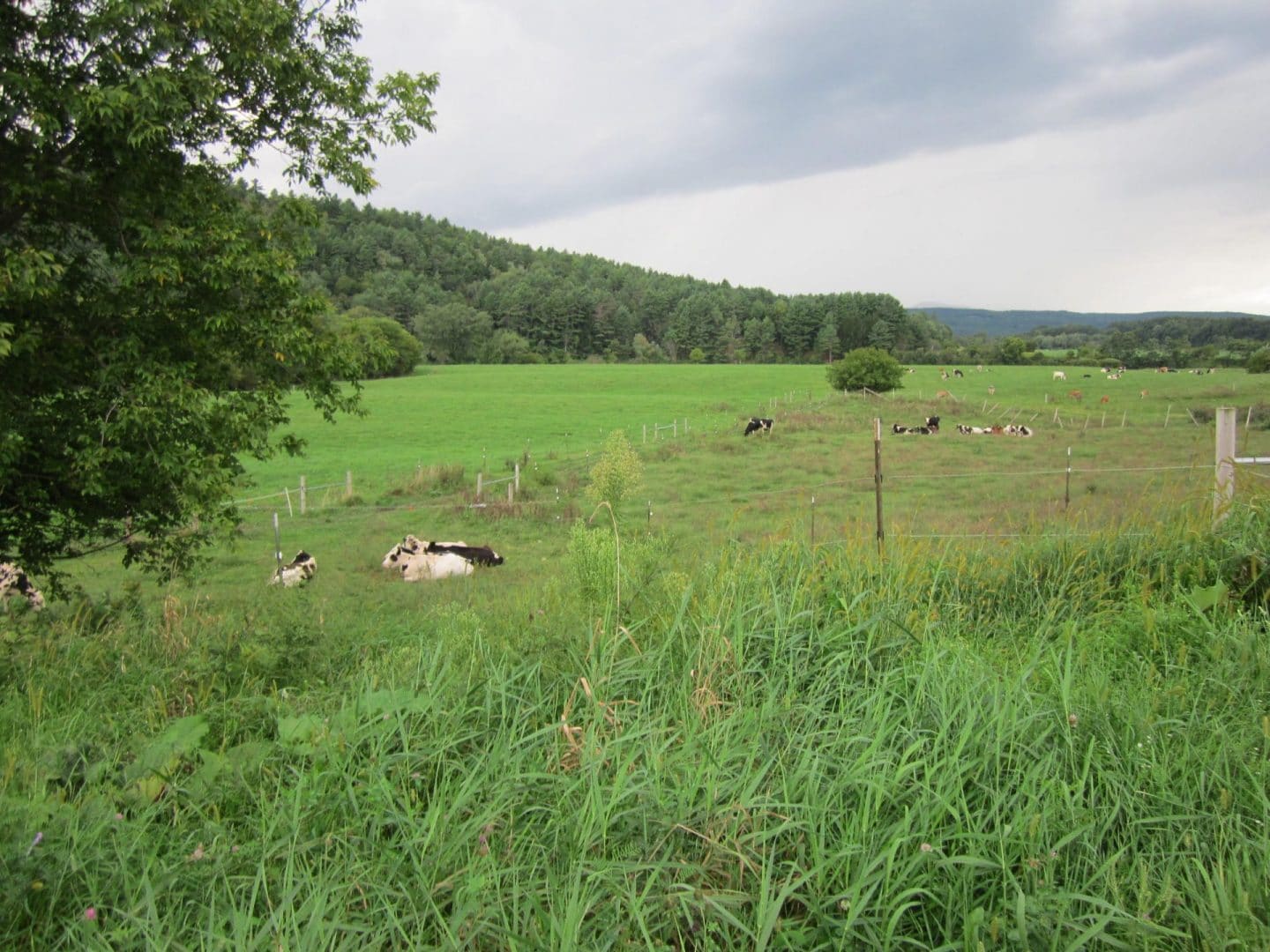 NH Moose Plates | NH Conservation and Heritage License Plate Program
