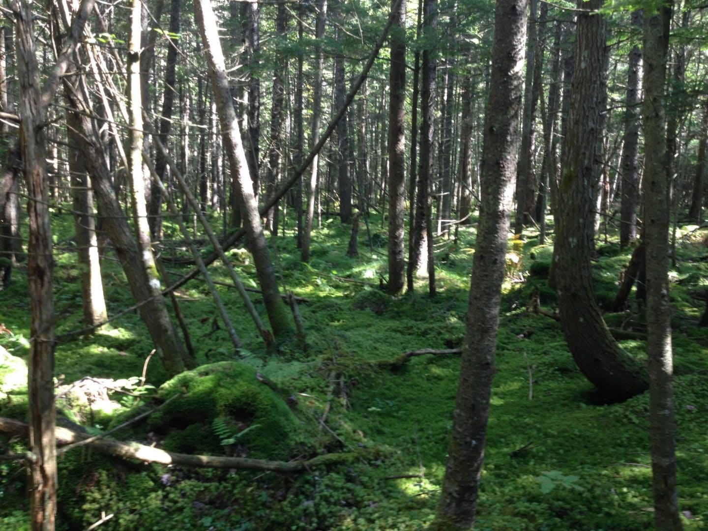 NH Moose Plates | Conservation Planning: Devan Preserve Natural ...