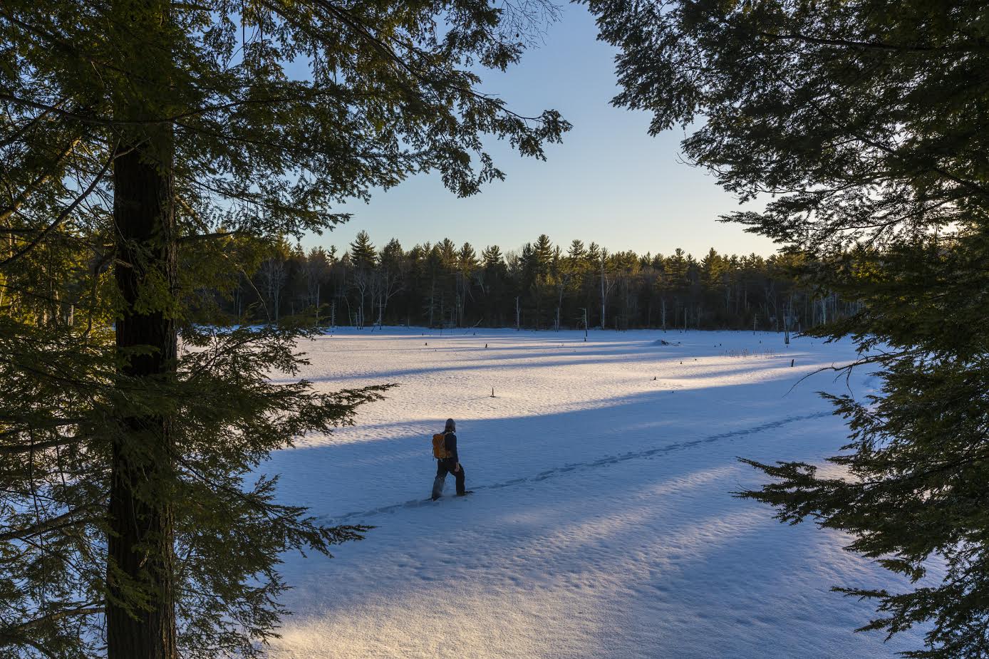 NH Moose Plates | NH Conservation and Heritage License Plate Program