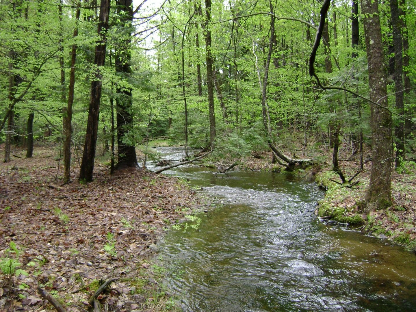 NH Moose Plates | NH Conservation and Heritage License Plate Program