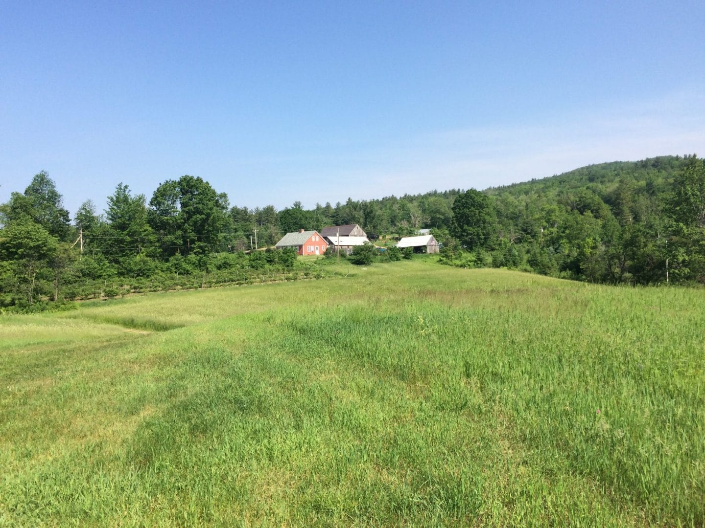 NH Moose Plates | NH Conservation and Heritage License Plate Program