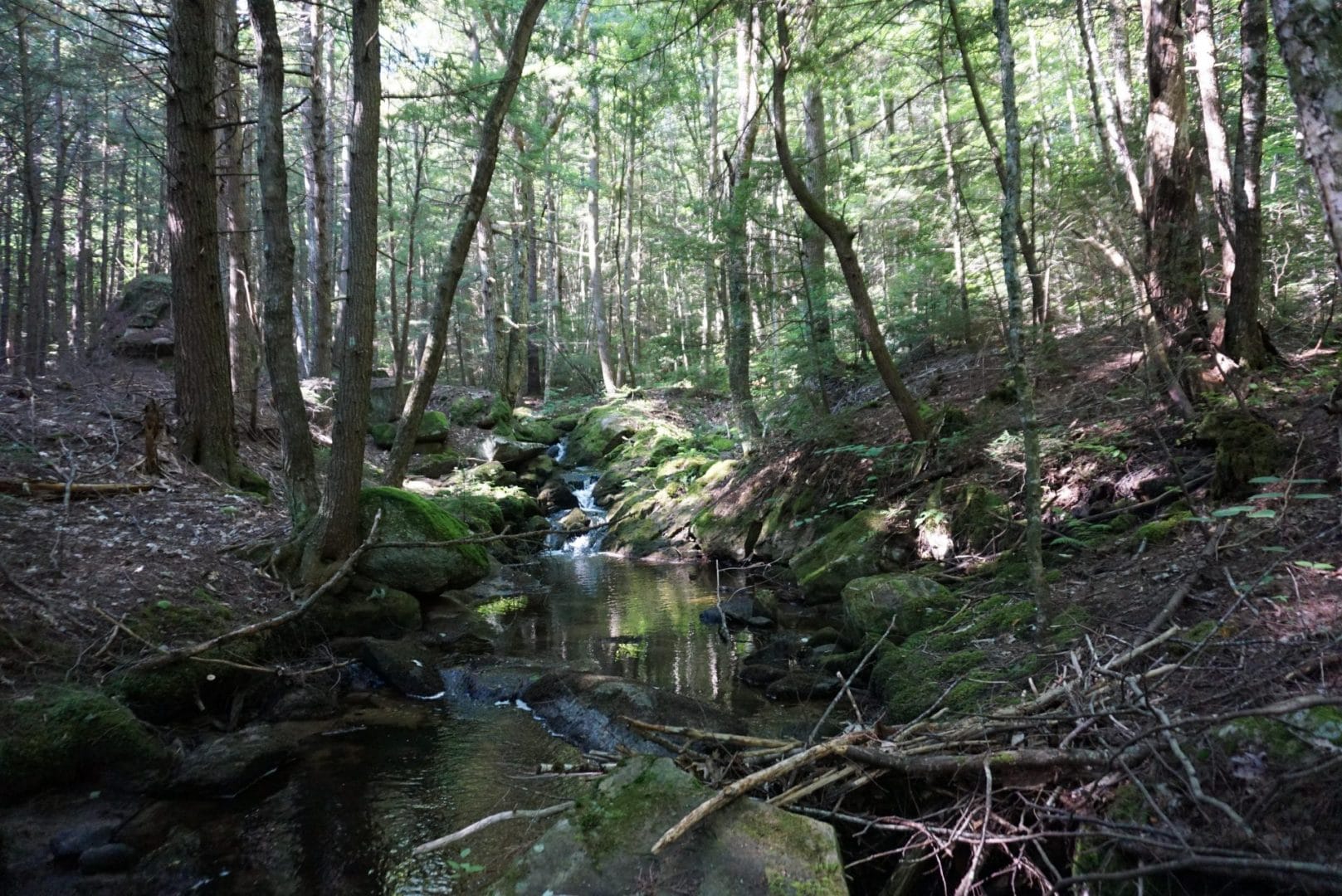 NH Moose Plates | NH Conservation and Heritage License Plate Program