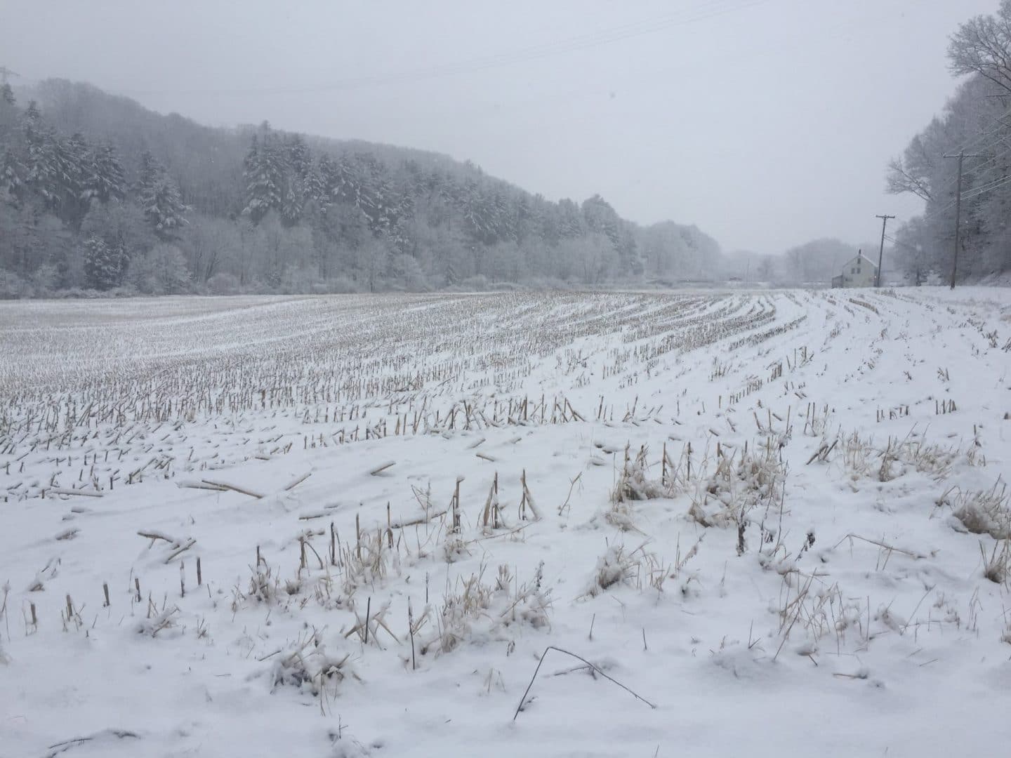 NH Moose Plates | NH Conservation and Heritage License Plate Program