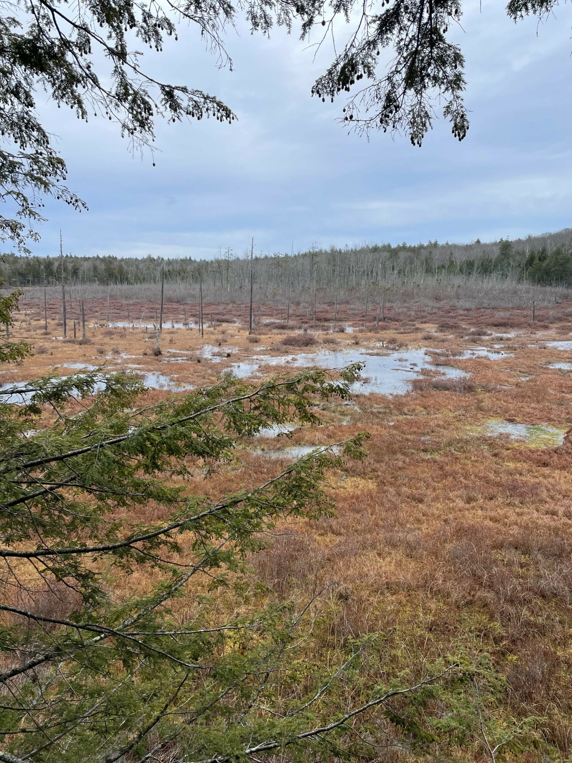 NH Moose Plates | Land Conservation: Bear-Paw Regional Greenways ...