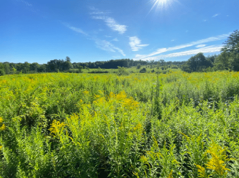 NH Moose Plates | Land Conservation: Durham maintains Forest Habitat ...